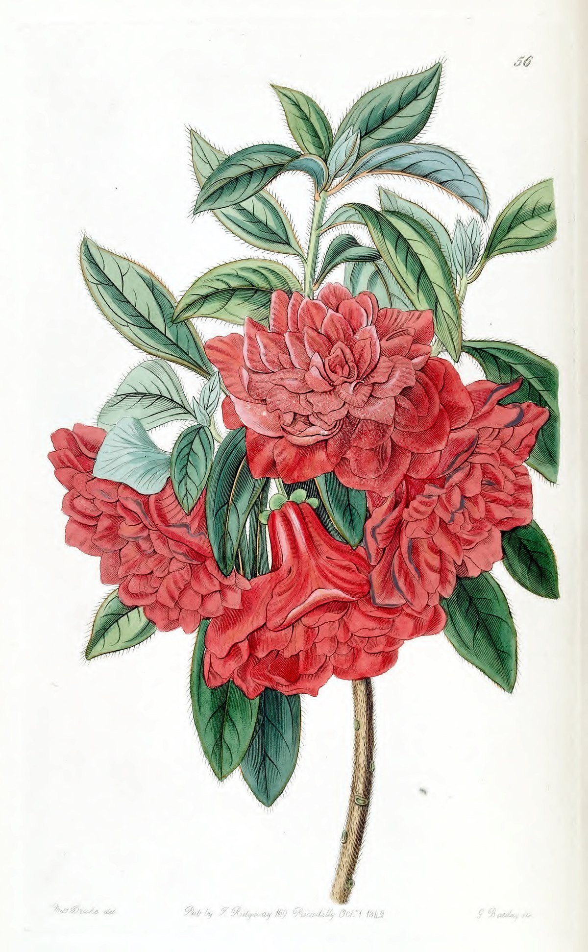 athena art foundation — Outgrowing: Female Artists and Flowers
