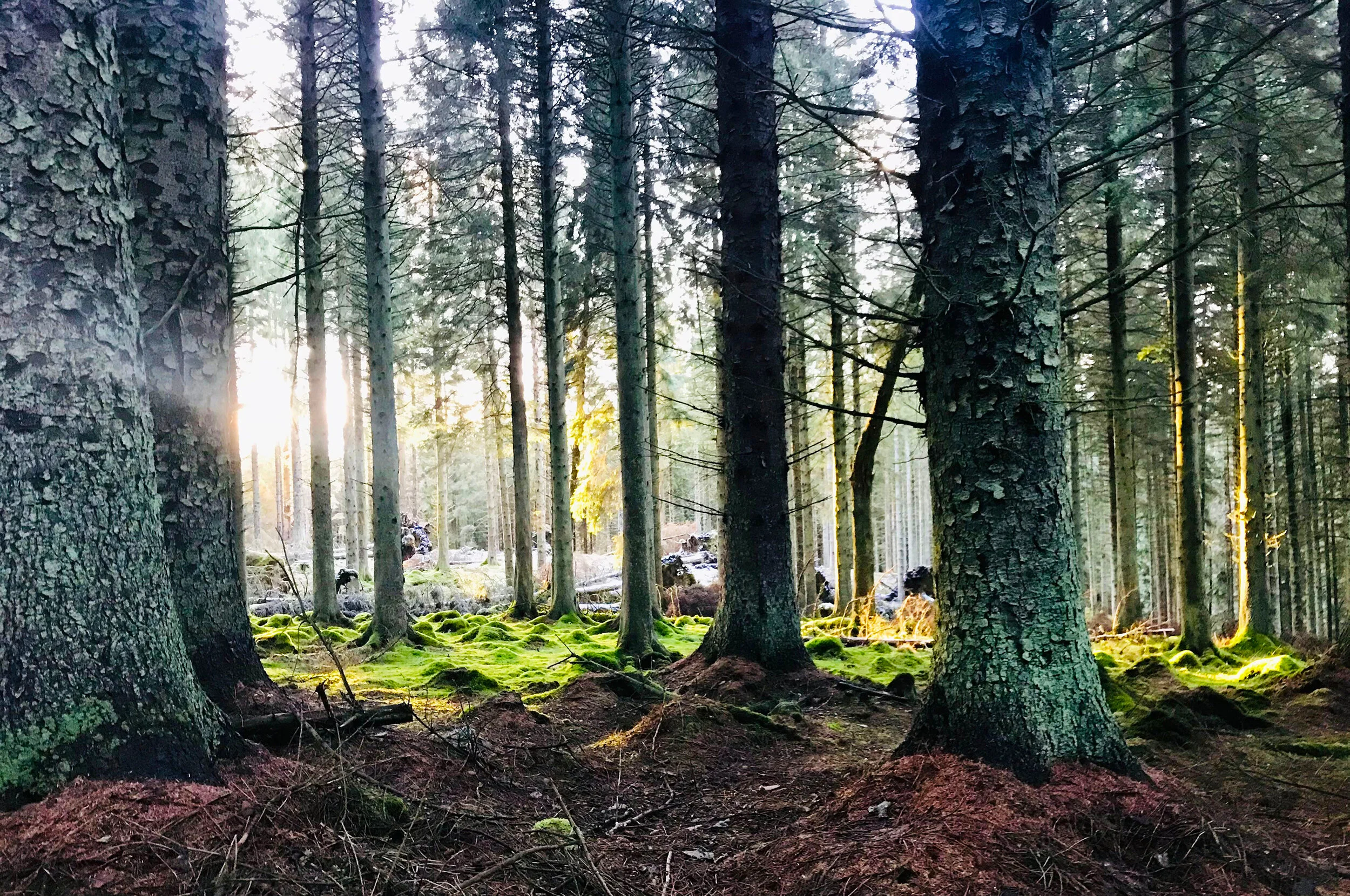 Book – Border Forest Holiday Park