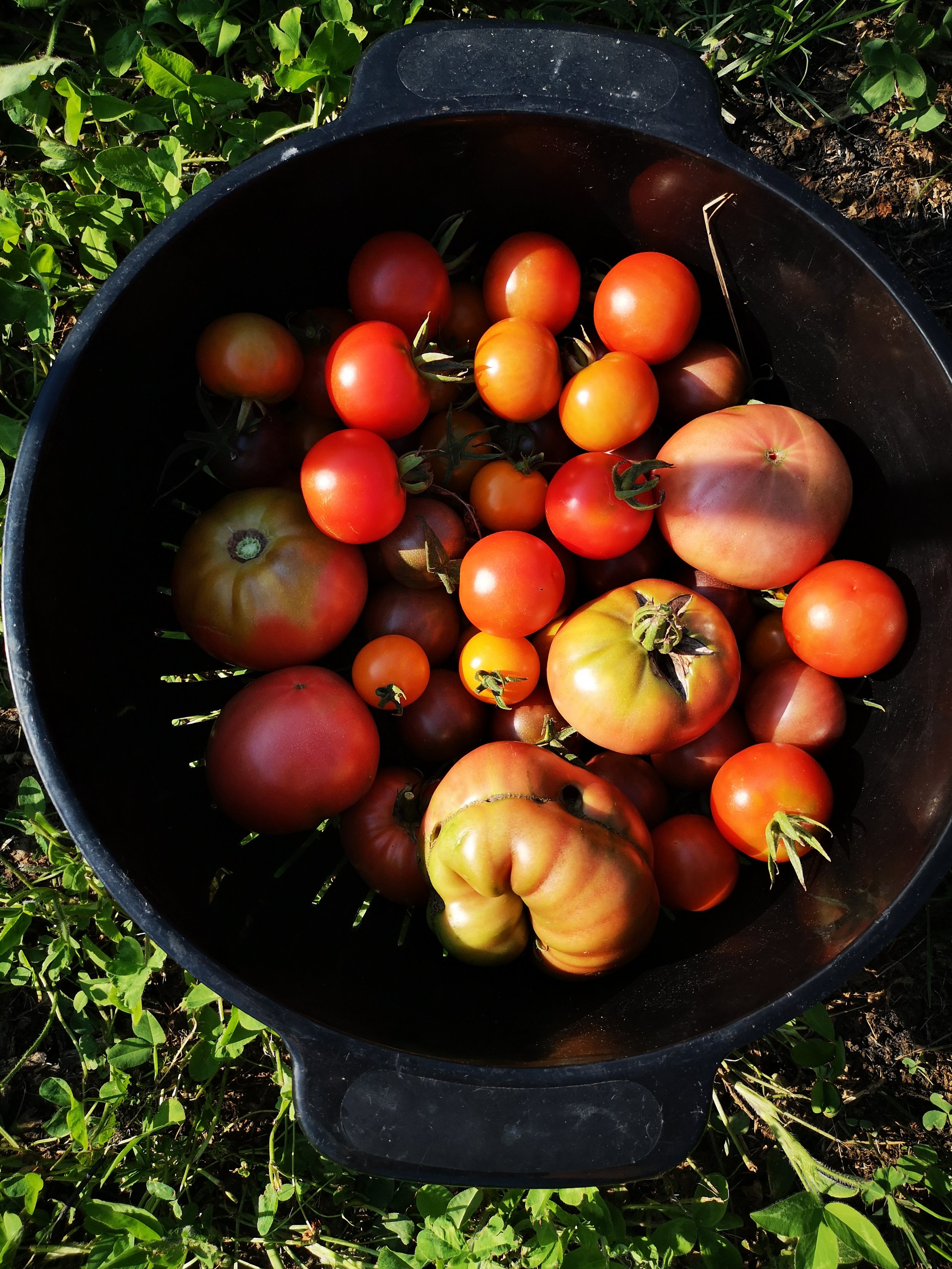 How do you fix a broken tomato? — Boreal Ranch