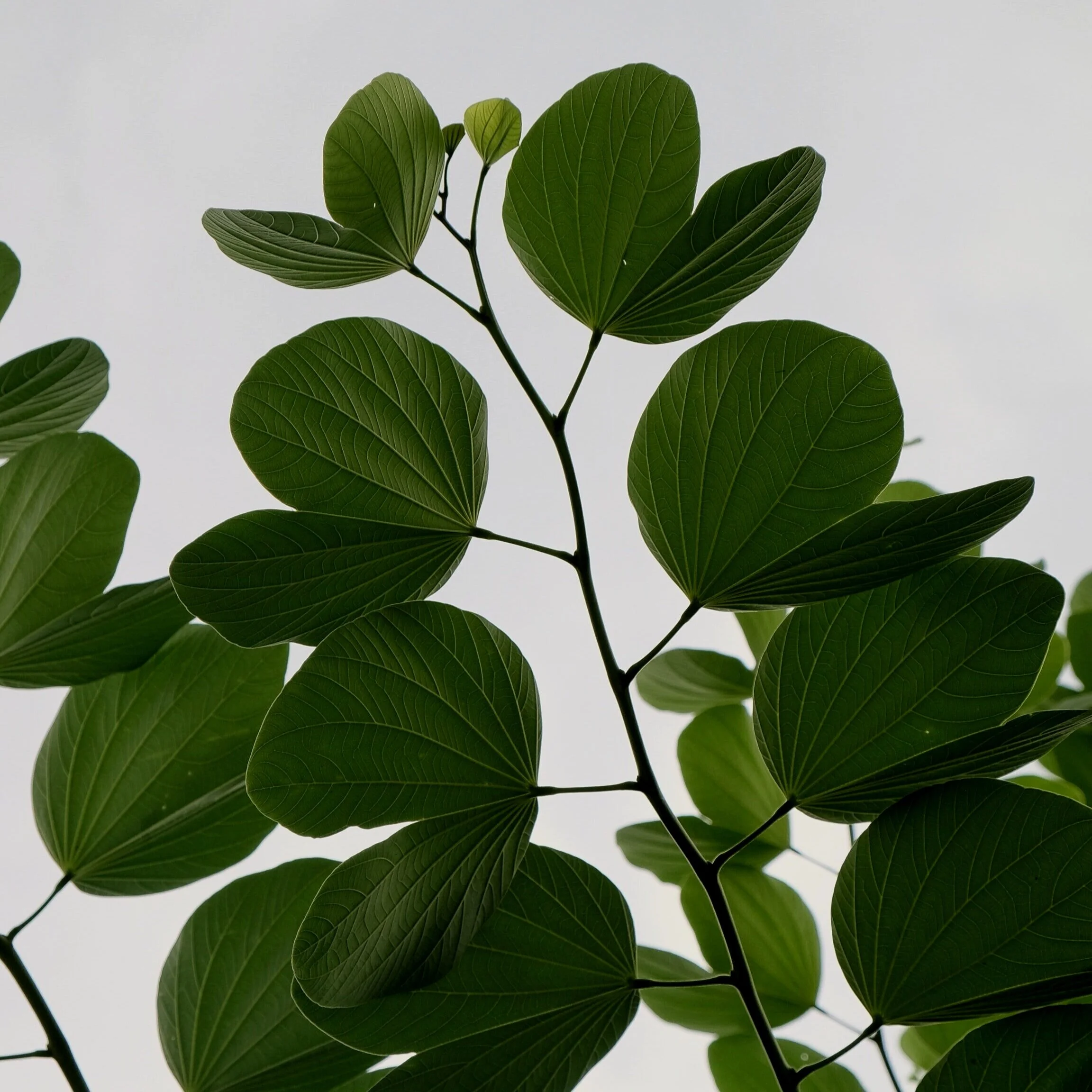 Live Three Sixty - Tamu Thomas