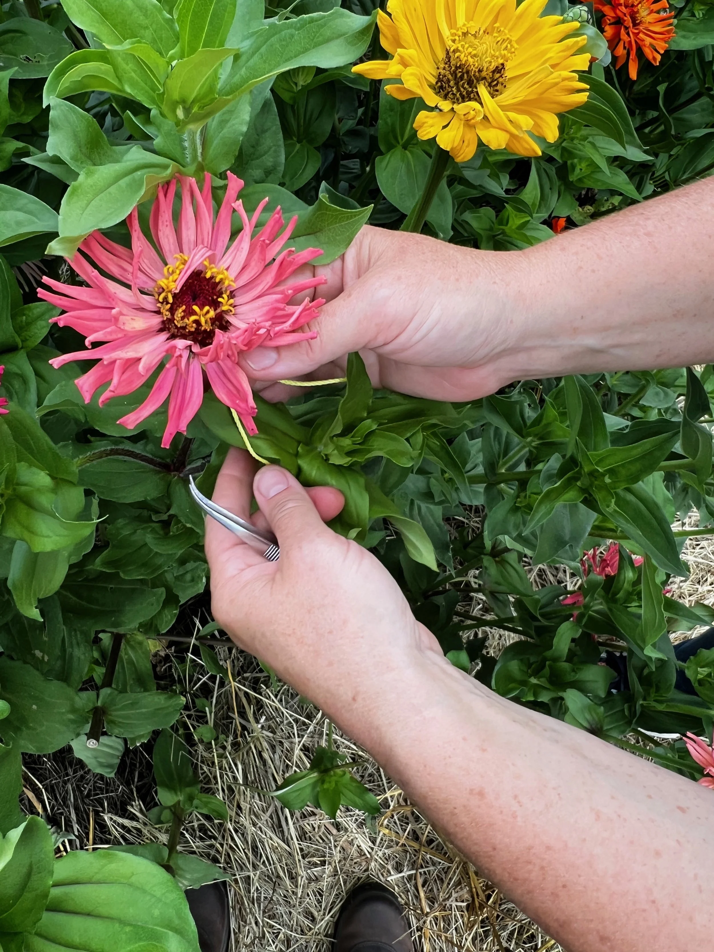 Zinnias Are Blooming at the Land School Farm — Como Community Seed Library