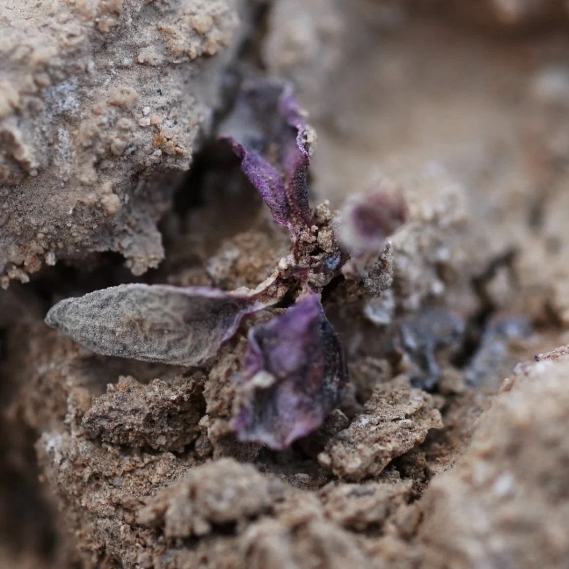 LaserWeeder G2: Boost Crop Yields and Cut Weed Control Costs — Carbon ...
