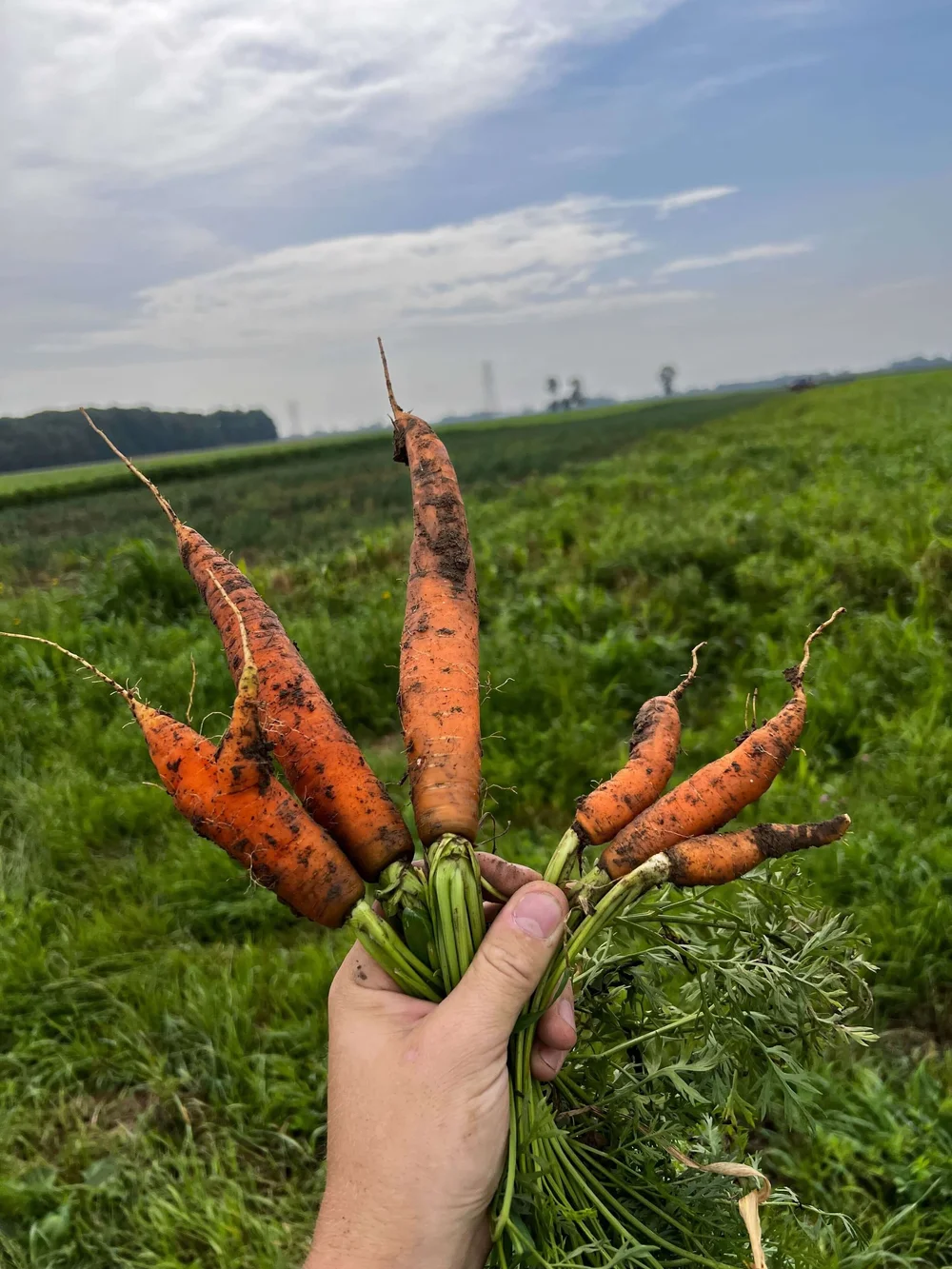 Carbon Robotics | First & Only Commercial LaserWeeder™