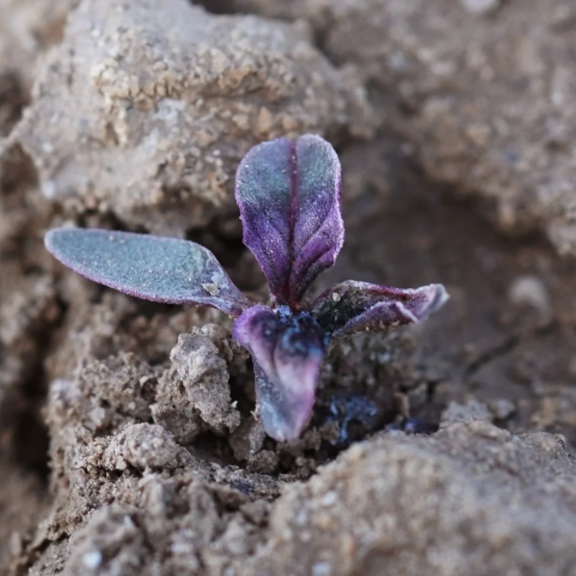 LaserWeeder G2: Boost Crop Yields and Cut Weed Control Costs — Carbon ...