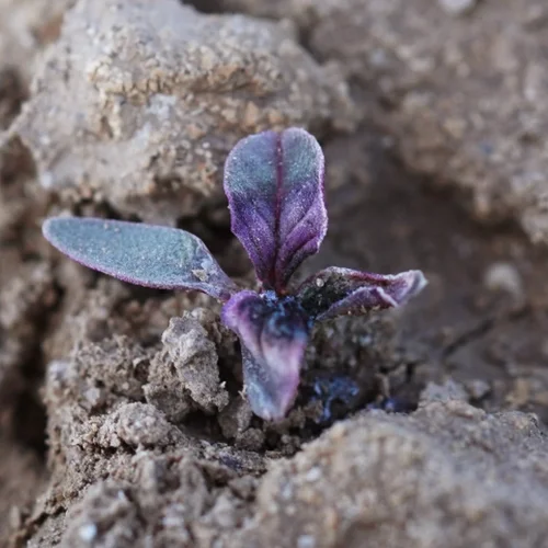 LaserWeeder G2: Boost Crop Yields and Cut Weed Control Costs — Carbon ...