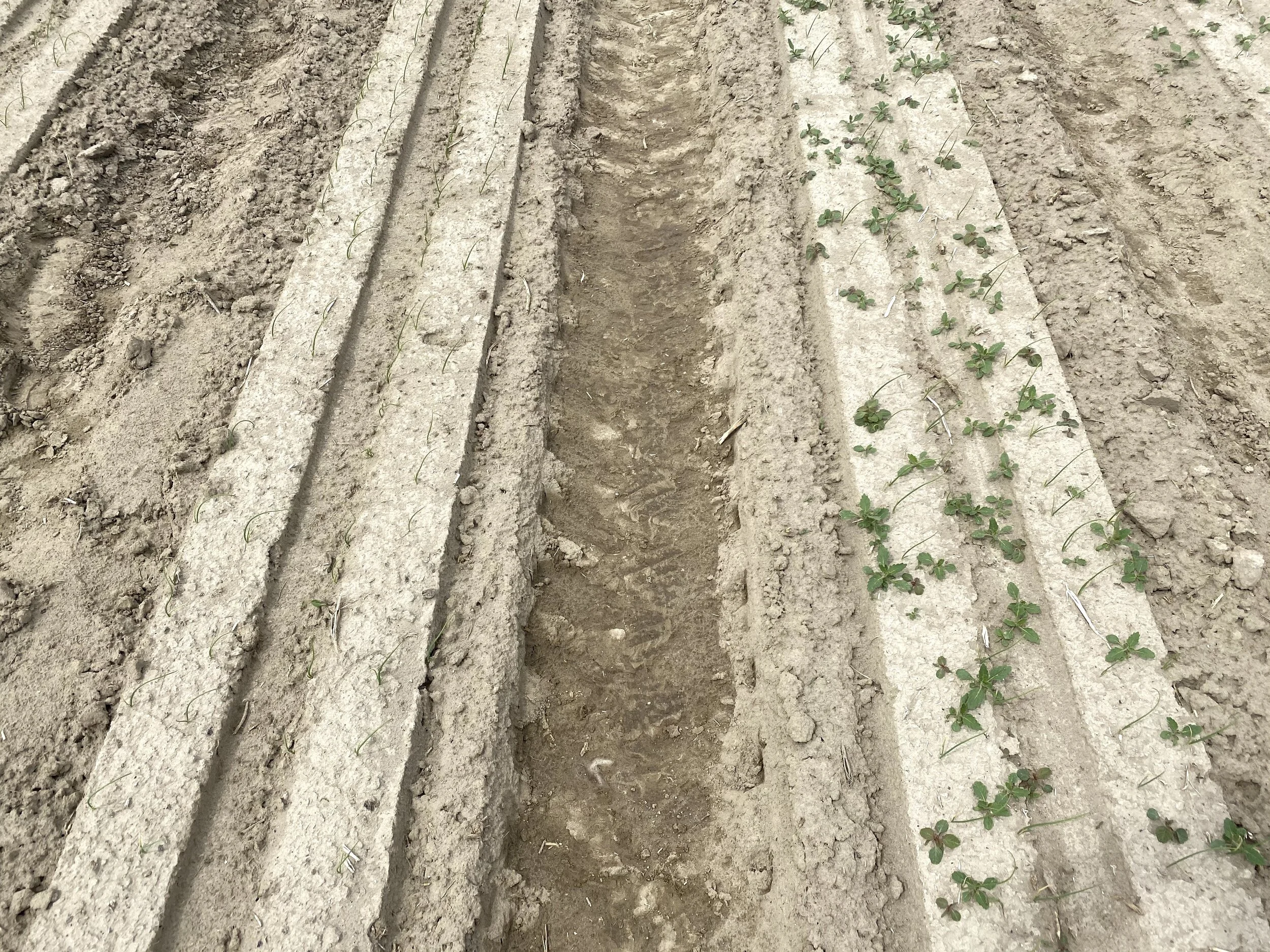 LaserWeeder Implement — Carbon Robotics