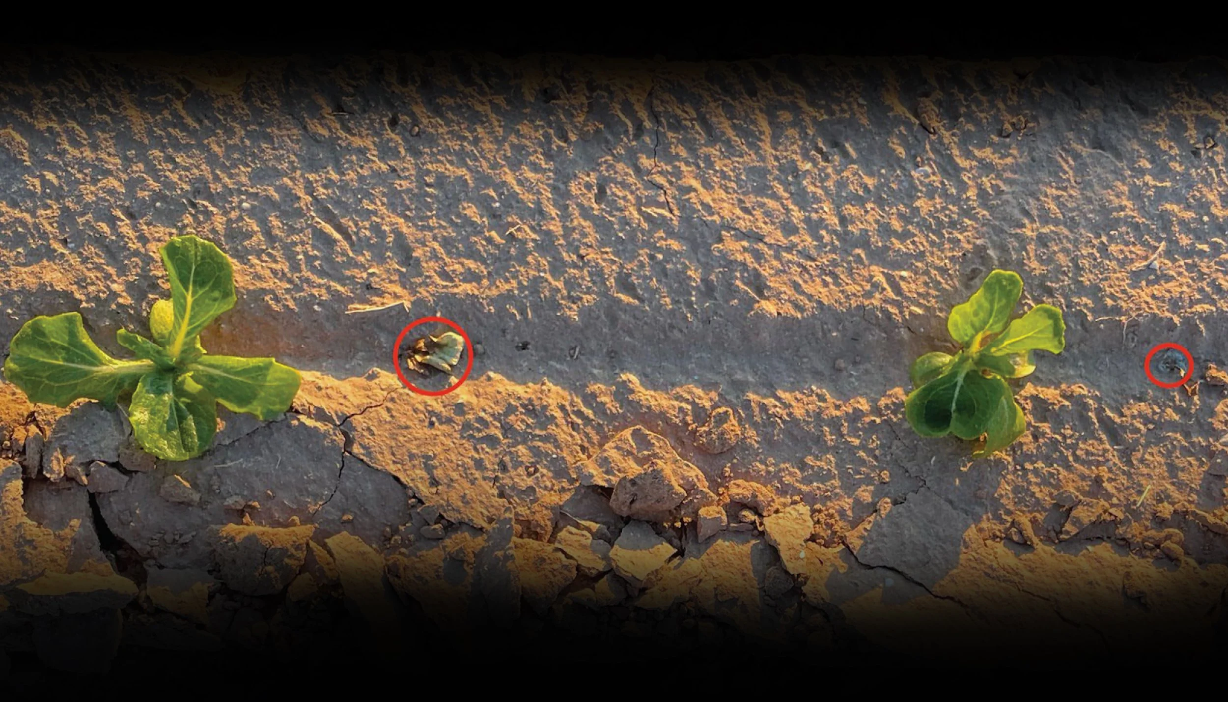 LaserWeeder G2: Boost Crop Yields and Cut Weed Control Costs — Carbon ...