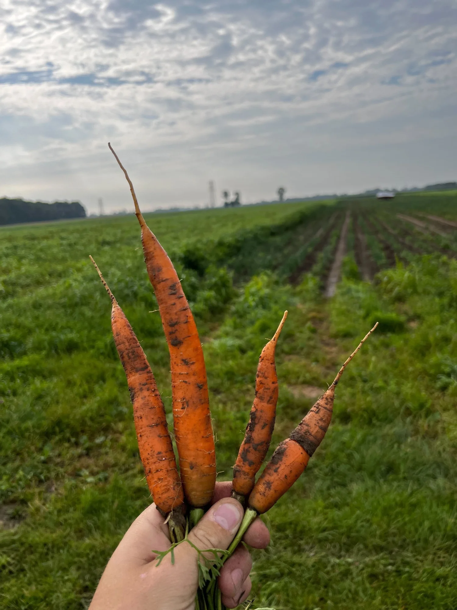 LaserWeeder G2: Boost Crop Yields and Cut Weed Control Costs — Carbon ...