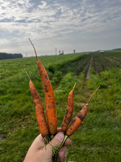 LaserWeeder G2: Boost Crop Yields and Cut Weed Control Costs — Carbon ...