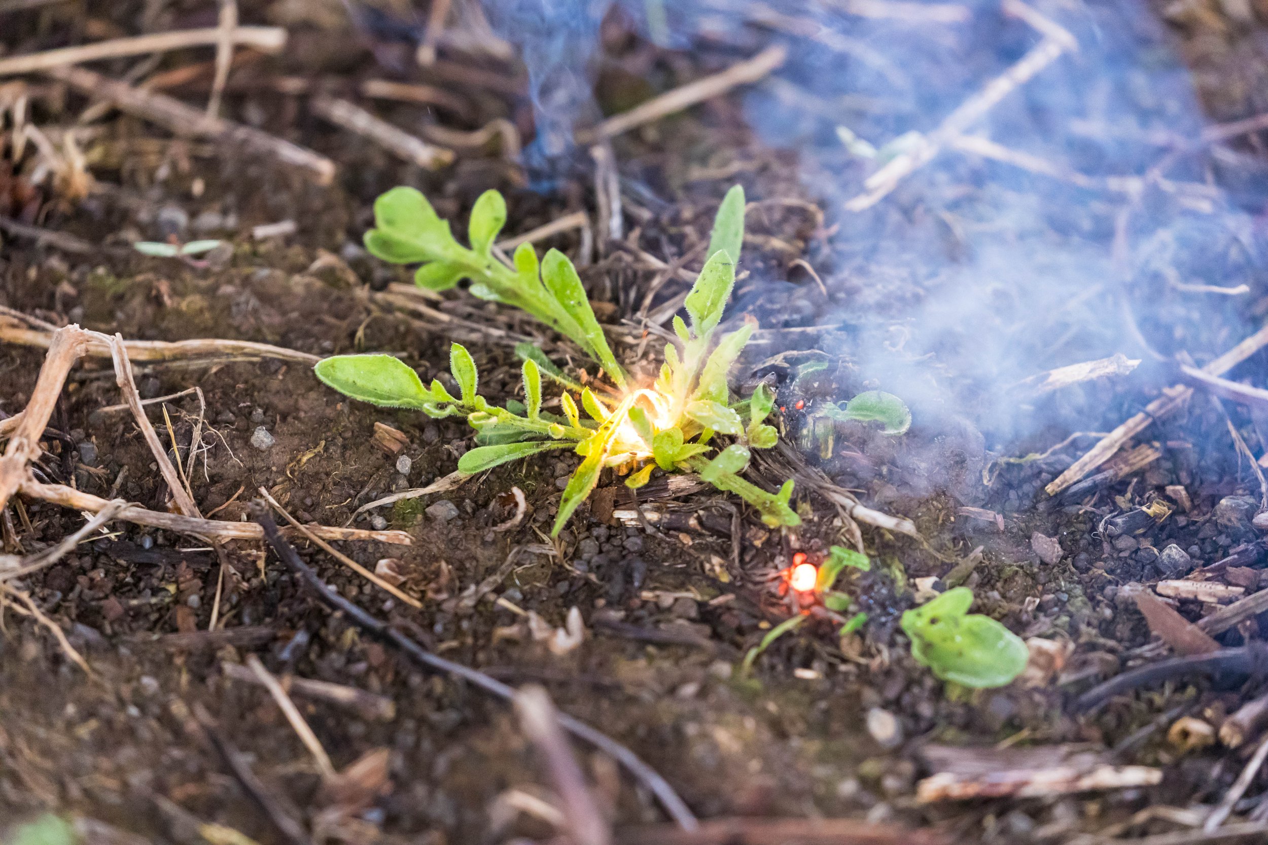 Acerca de LaserWeeding - Carbon Robotics