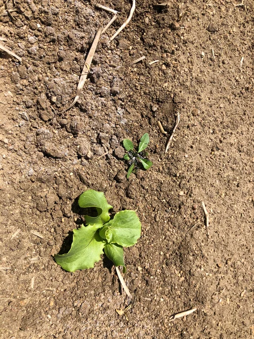 Laser Weeding Results — Carbon Robotics