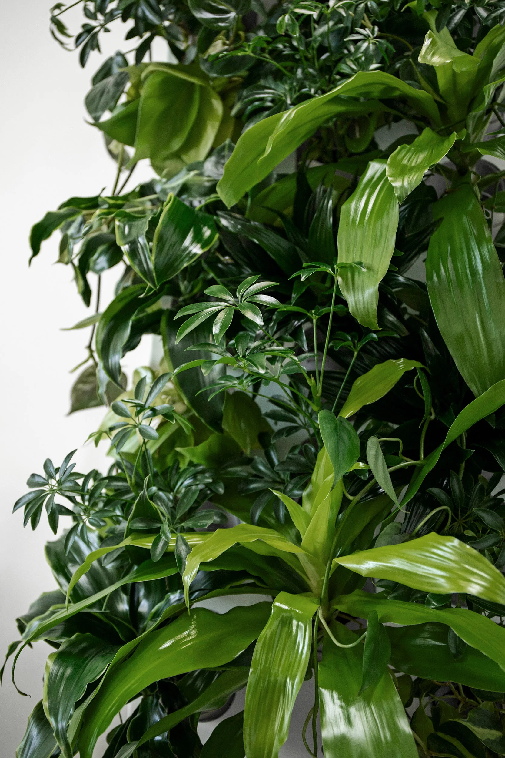 Smart, Maintenance-Free Plant Walls for Office | BIOME