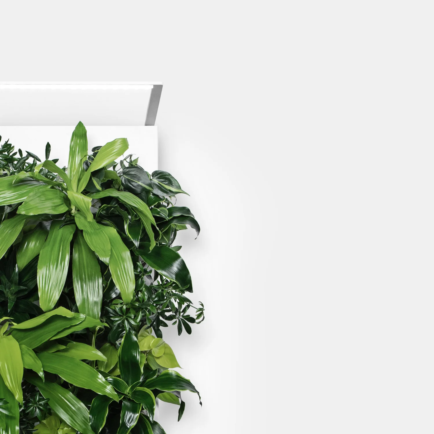Smart, Maintenance-Free Plant Walls for Office | BIOME