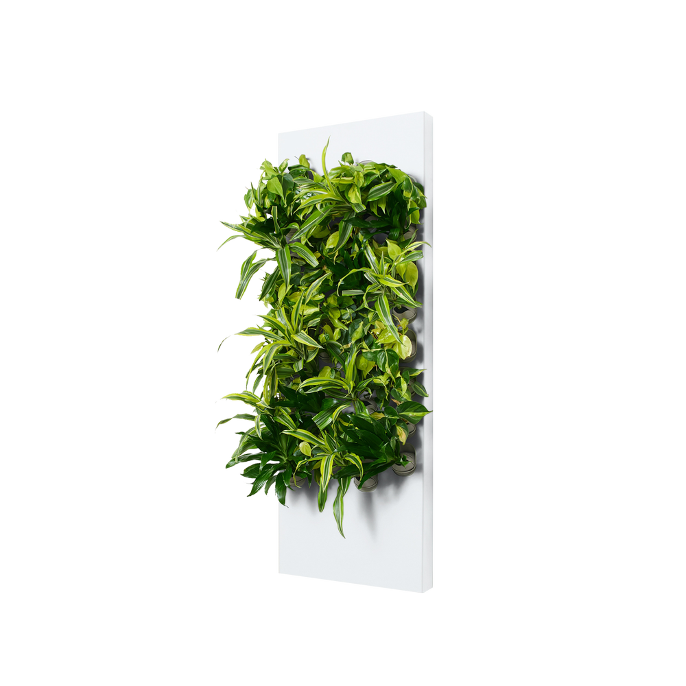 Smart, Maintenance-Free Plant Walls for Office | BIOME