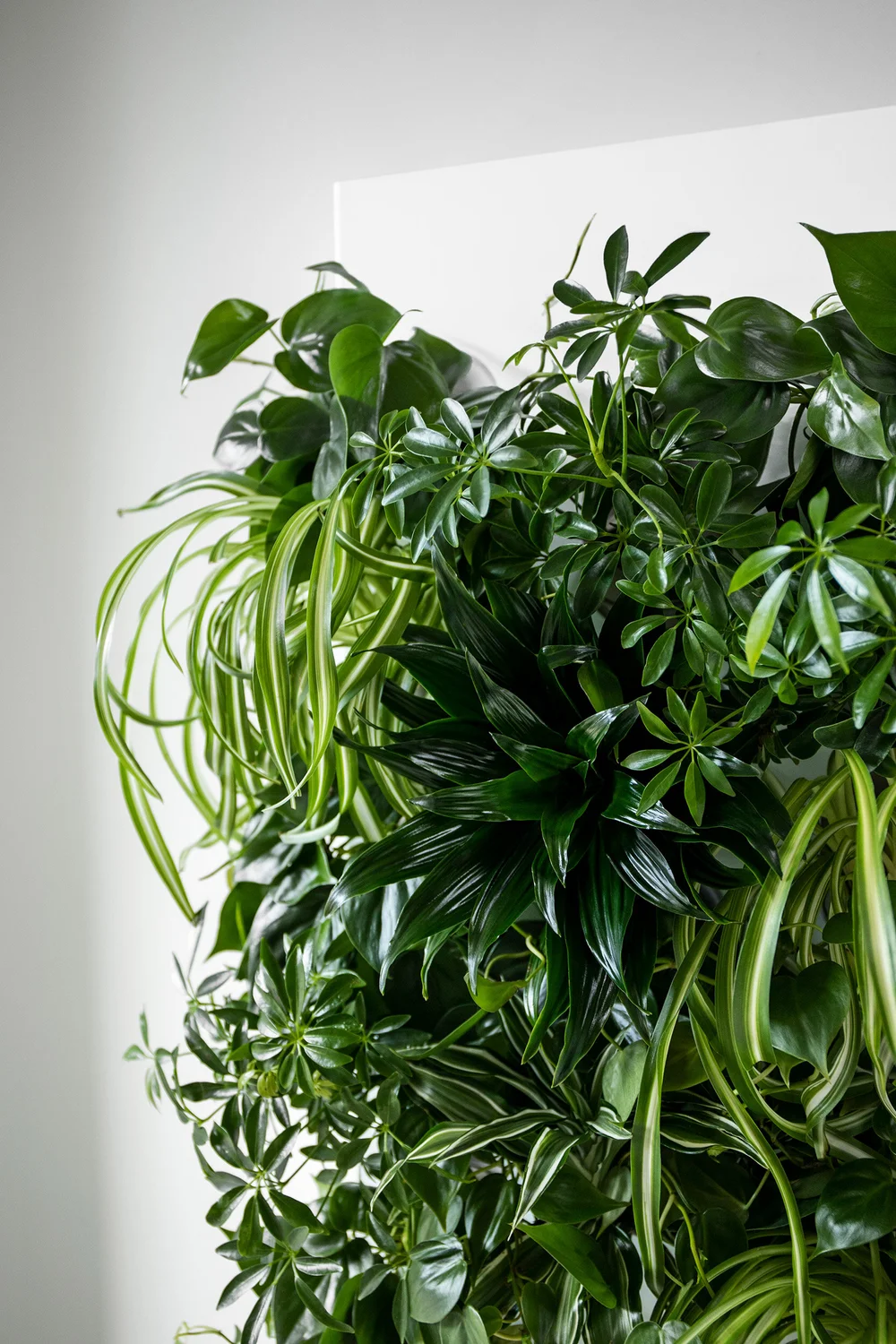 Smart, Maintenance-Free Plant Walls for Office | BIOME