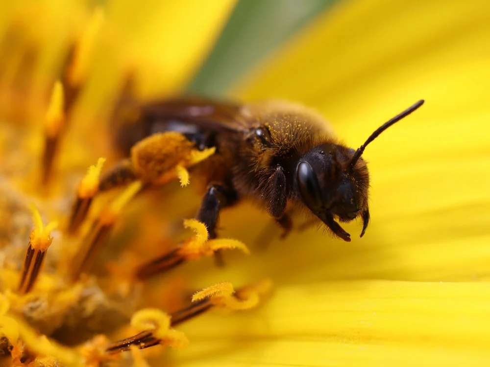 Alberta Native Bee Council