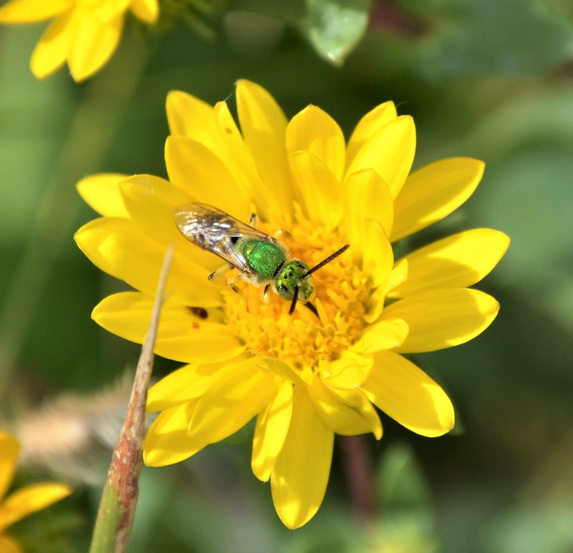 Halictidae (sweat bees) — Alberta Native Bee Council