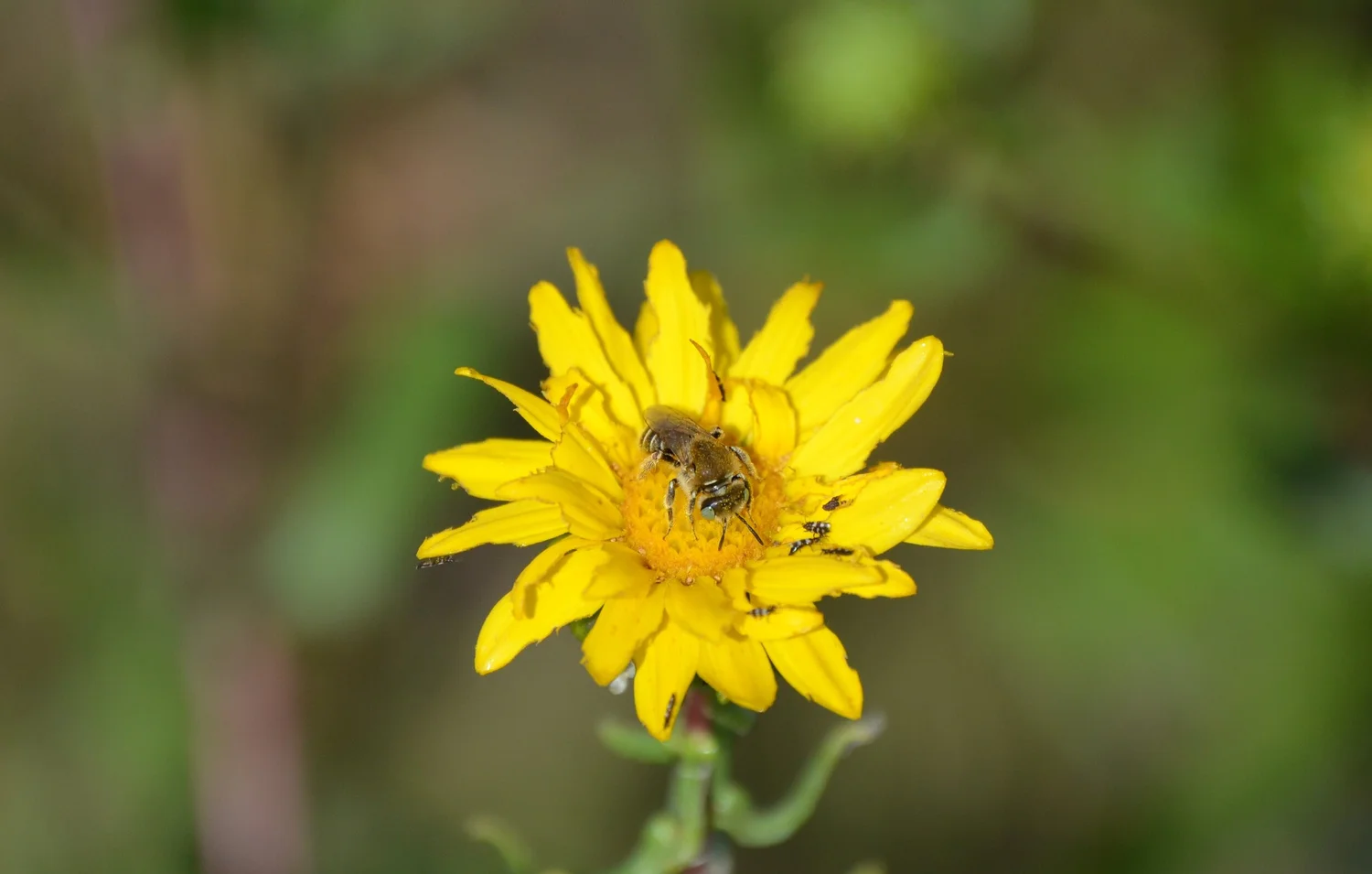 Alberta Native Bee Council