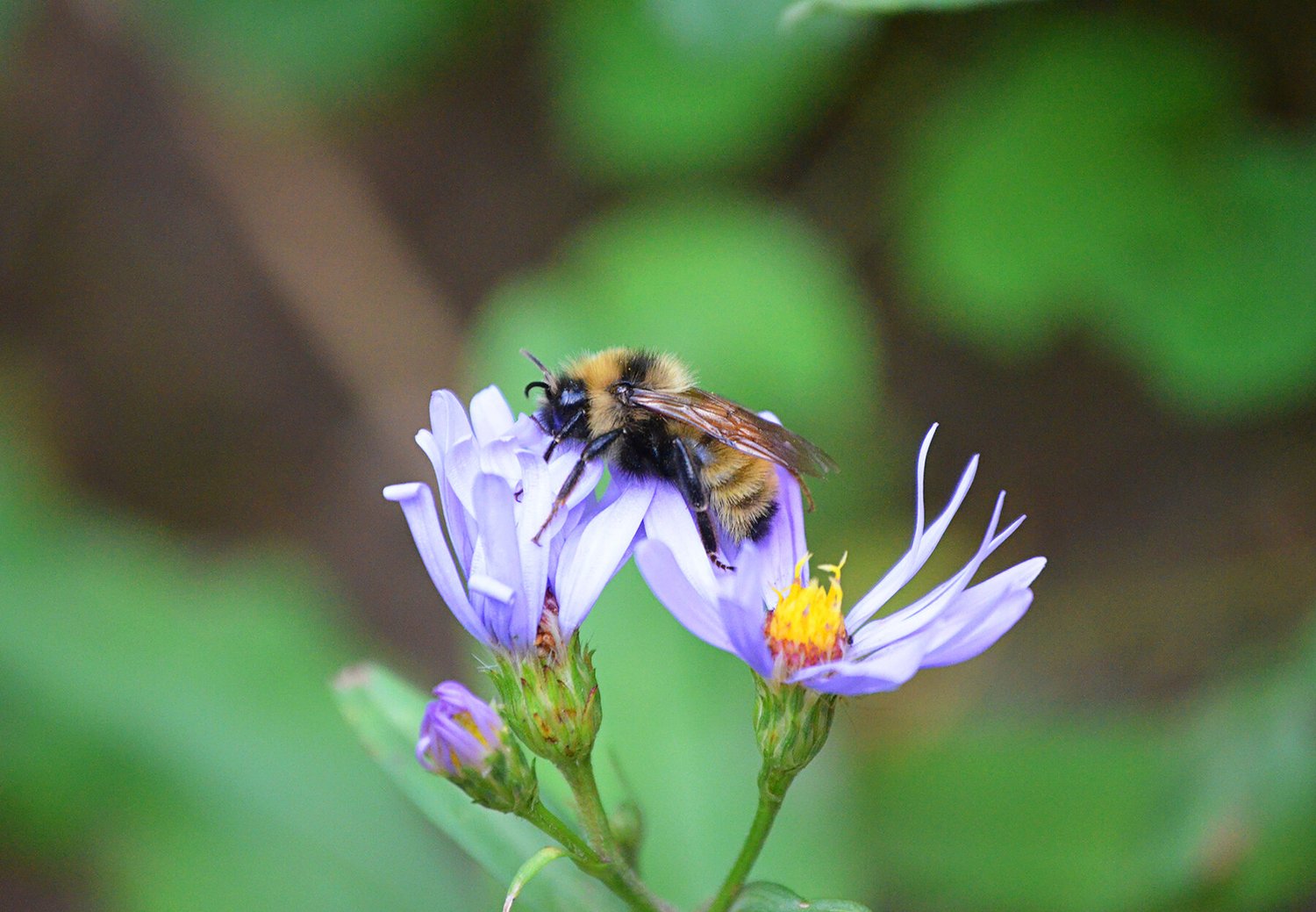Alberta Native Bee Council