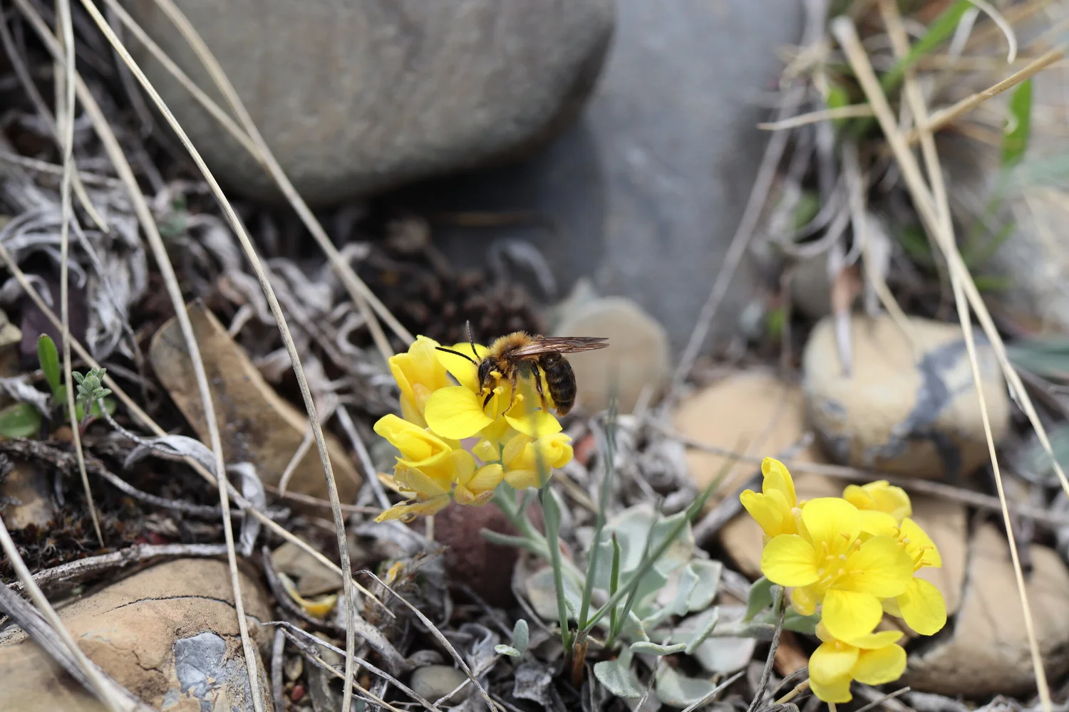 Andrenidae (mining bees) — Alberta Native Bee Council