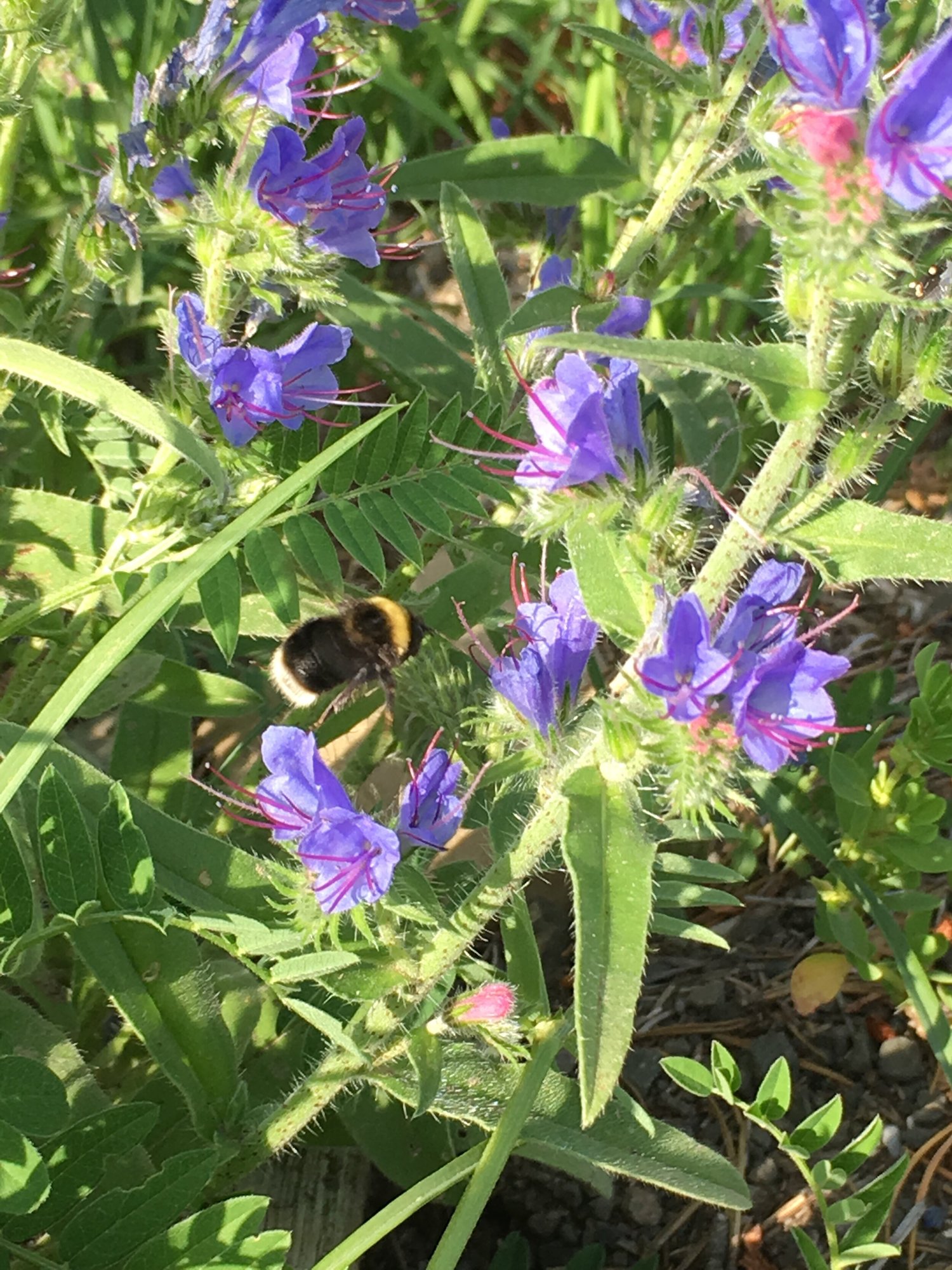 Other Resources — Alberta Native Bee Council