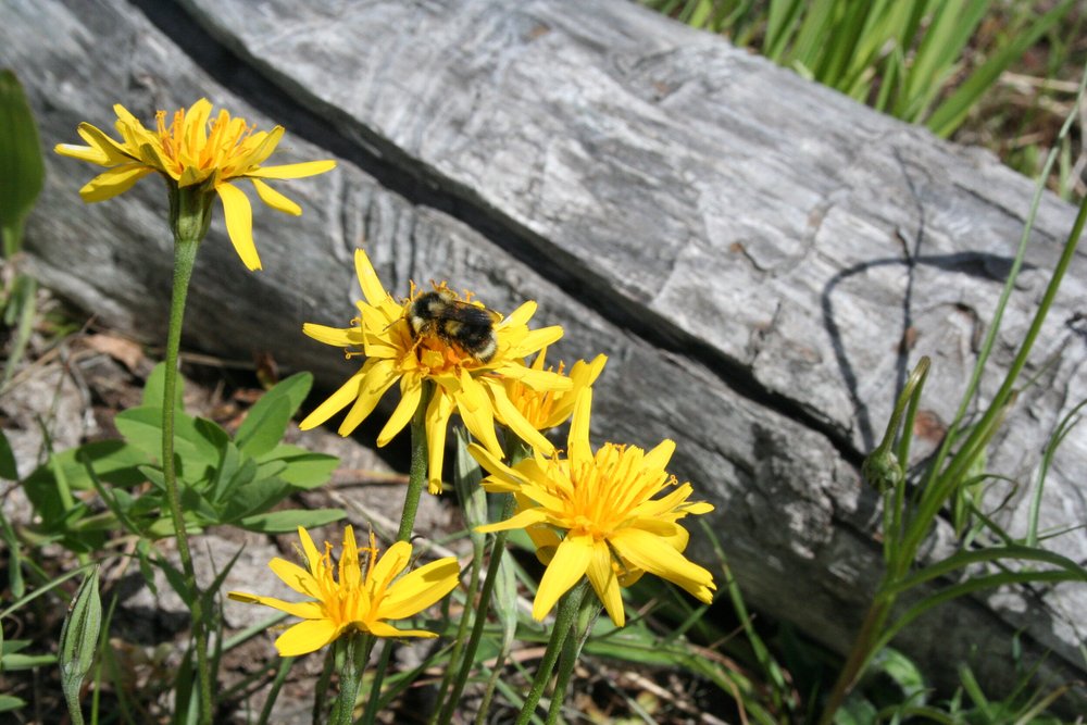 Store — Alberta Native Bee Council