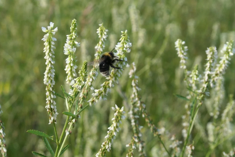 Alberta Native Bee Council