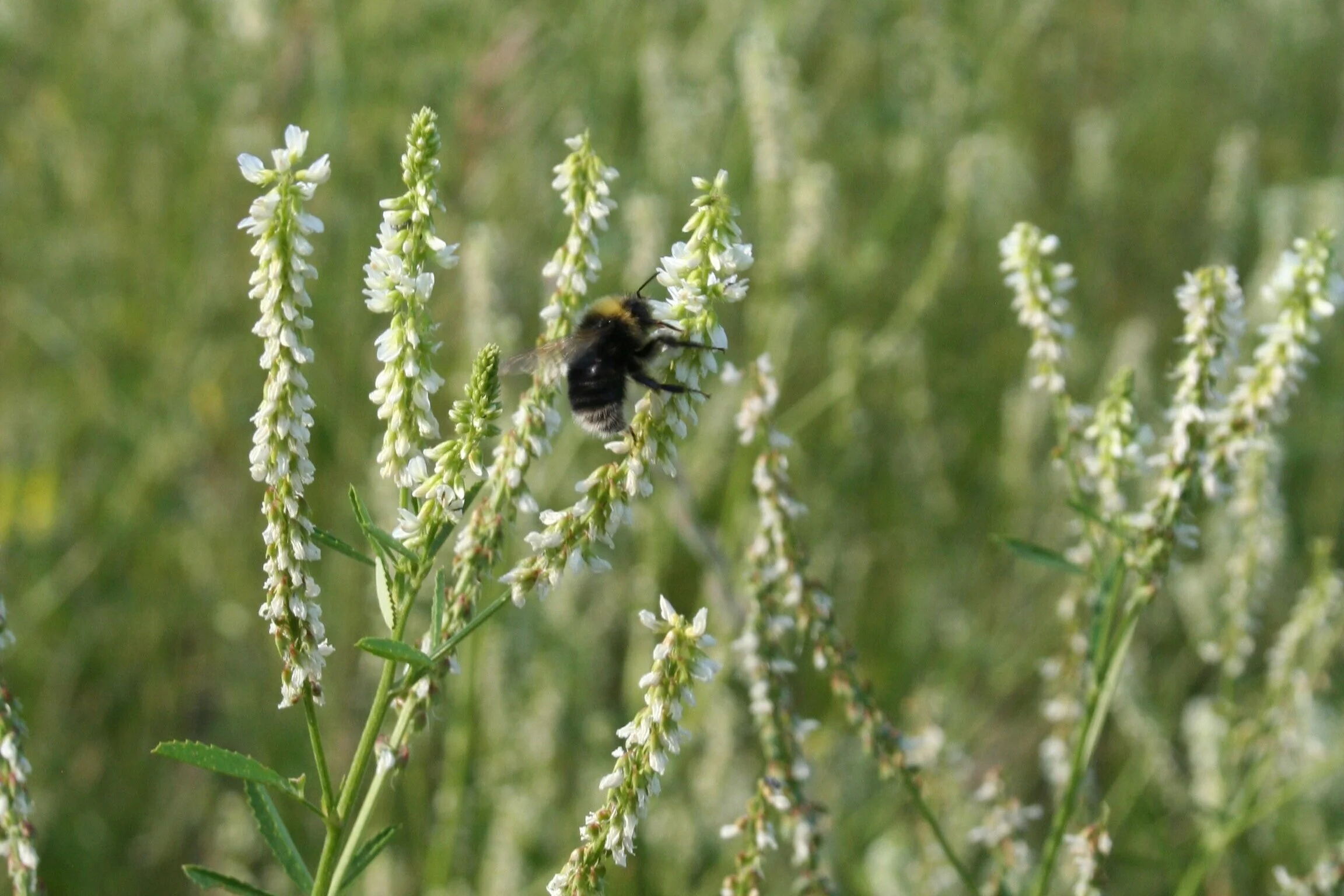 Alberta Native Bee Council