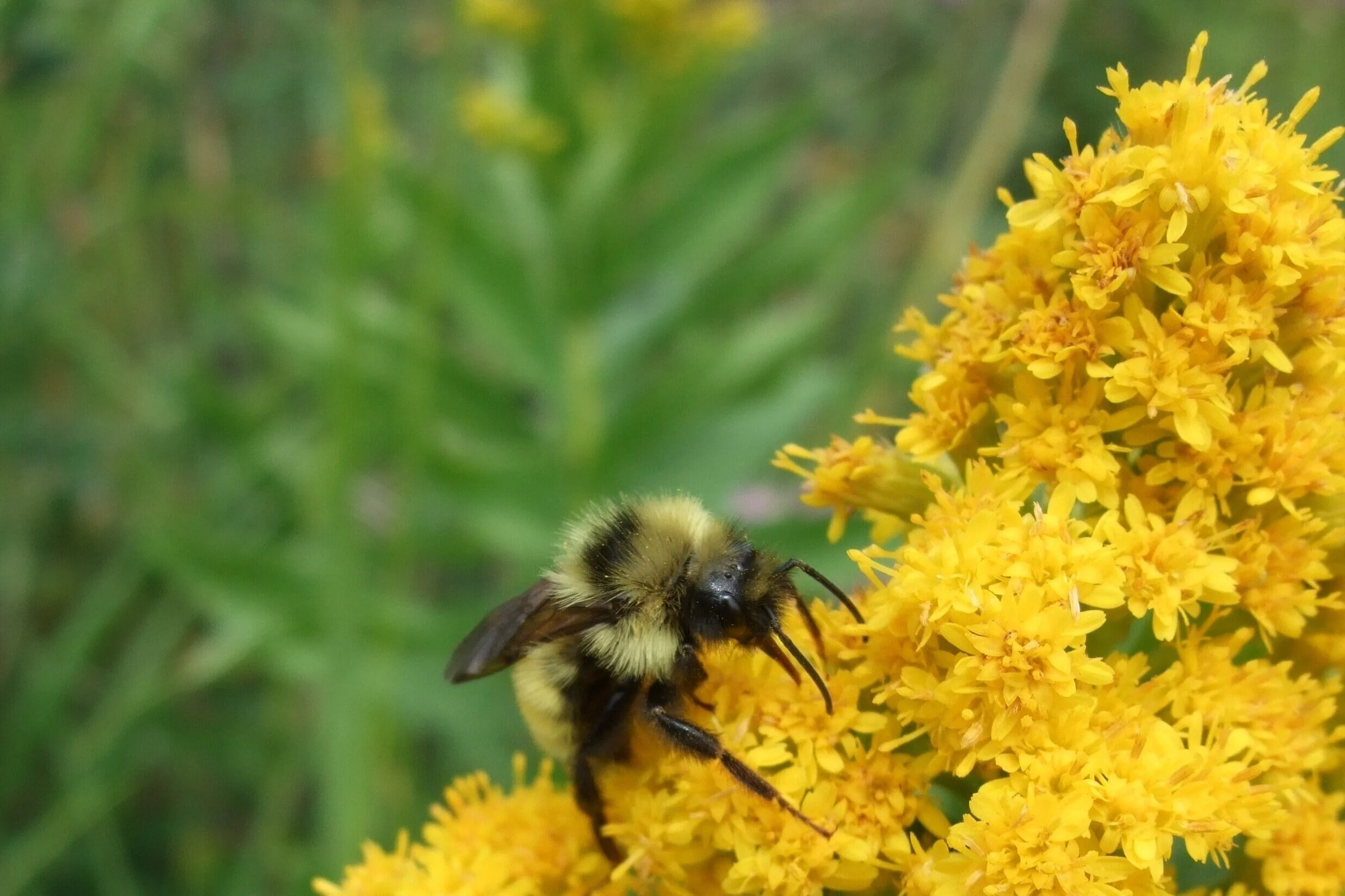 Alberta Native Bee Council