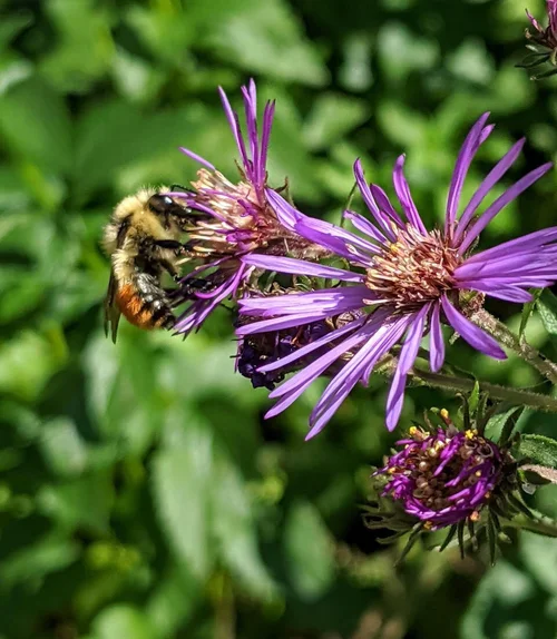 Supporting Native Bees with Locally Sourced Native Plants — Alberta ...