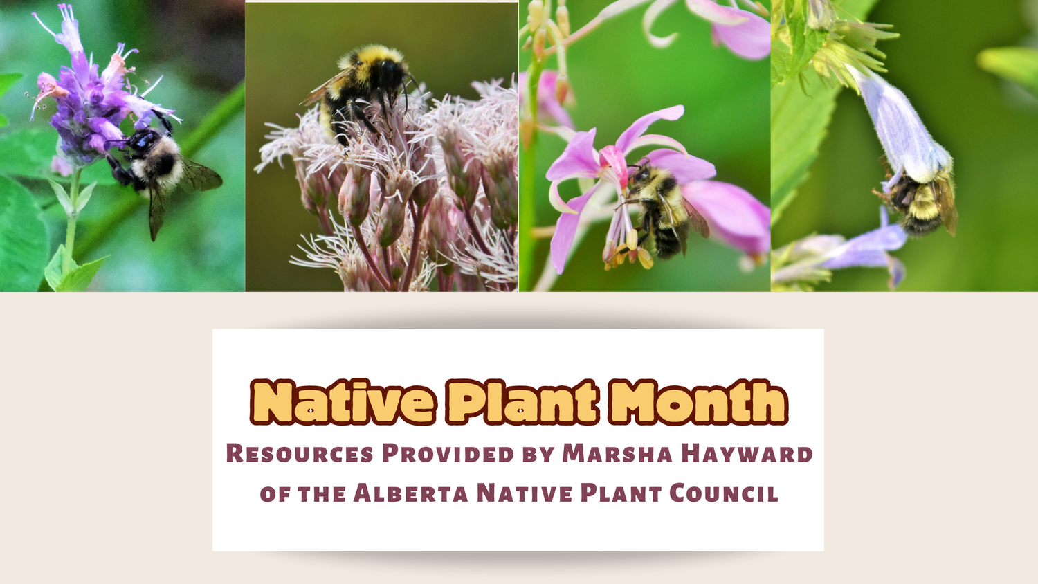 Blog — Alberta Native Bee Council