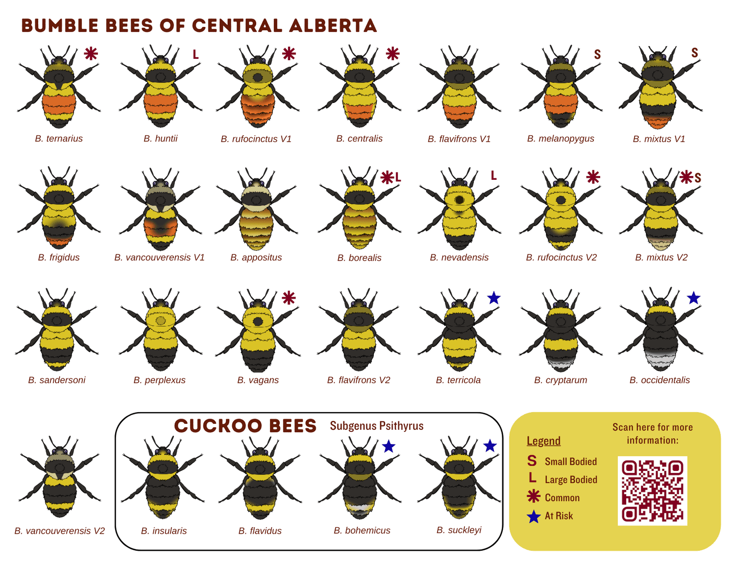 Identifying Wild Bees — Alberta Native Bee Council