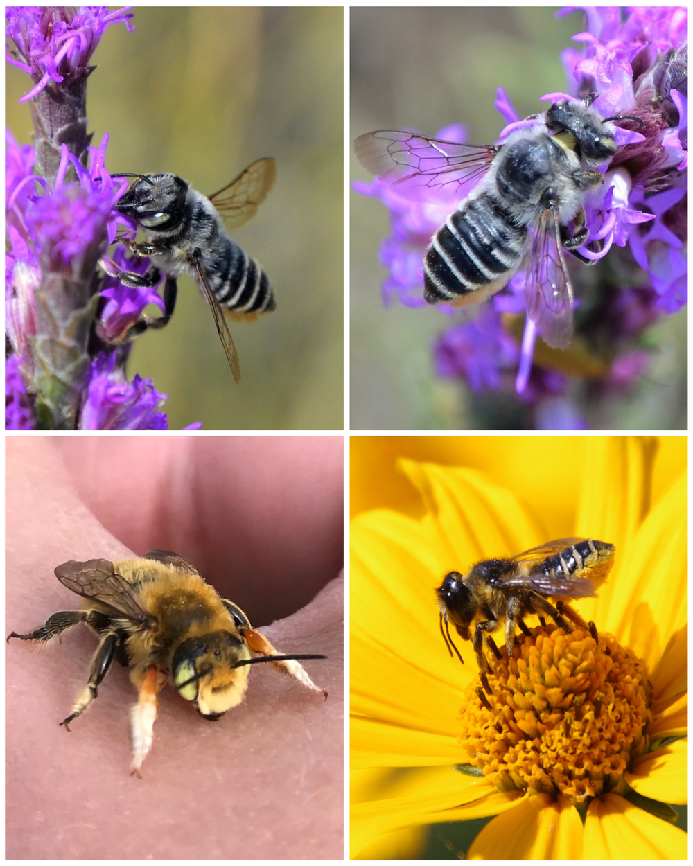 Megachilidae (mason and leaf cutter bees) — Alberta Native Bee Council