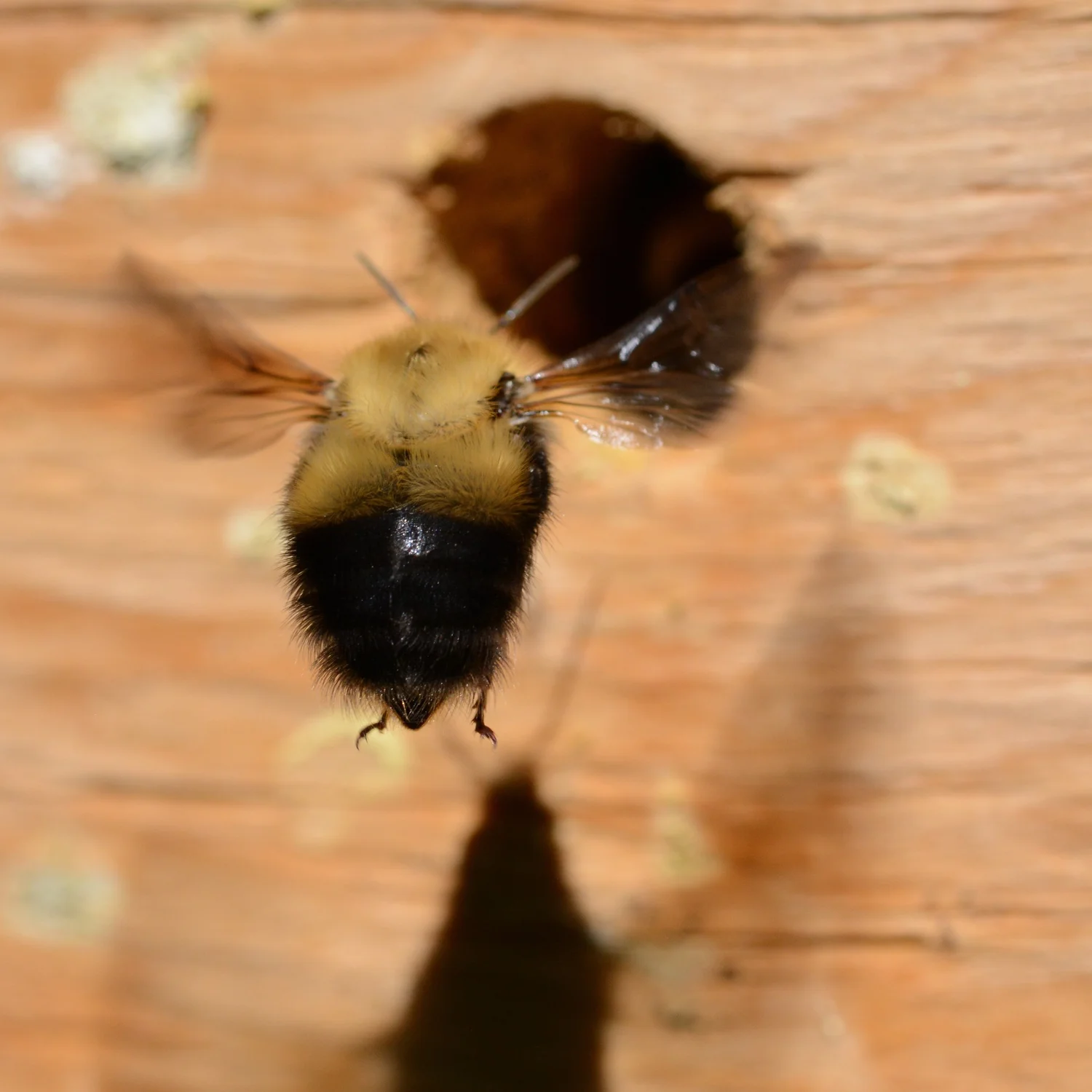 Bumble Bee Box Monitoring — Alberta Native Bee Council