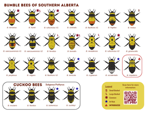 Identifying Wild Bees — Alberta Native Bee Council