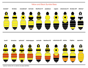 Identifying Wild Bees — Alberta Native Bee Council