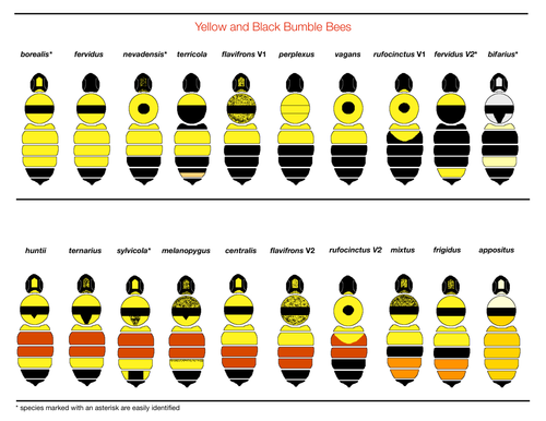 Identifying Wild Bees — Alberta Native Bee Council