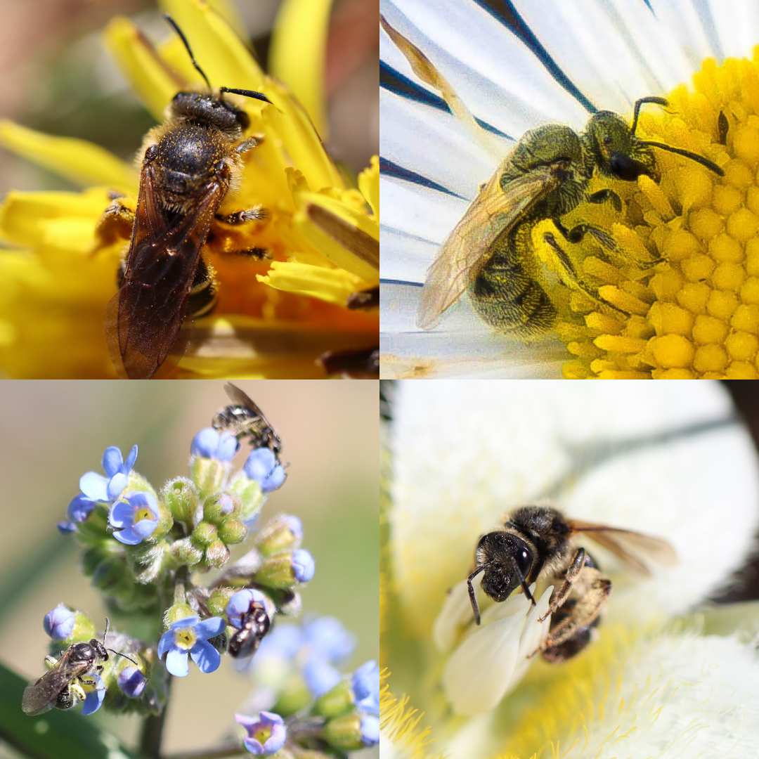 Halictidae (sweat bees) — Alberta Native Bee Council