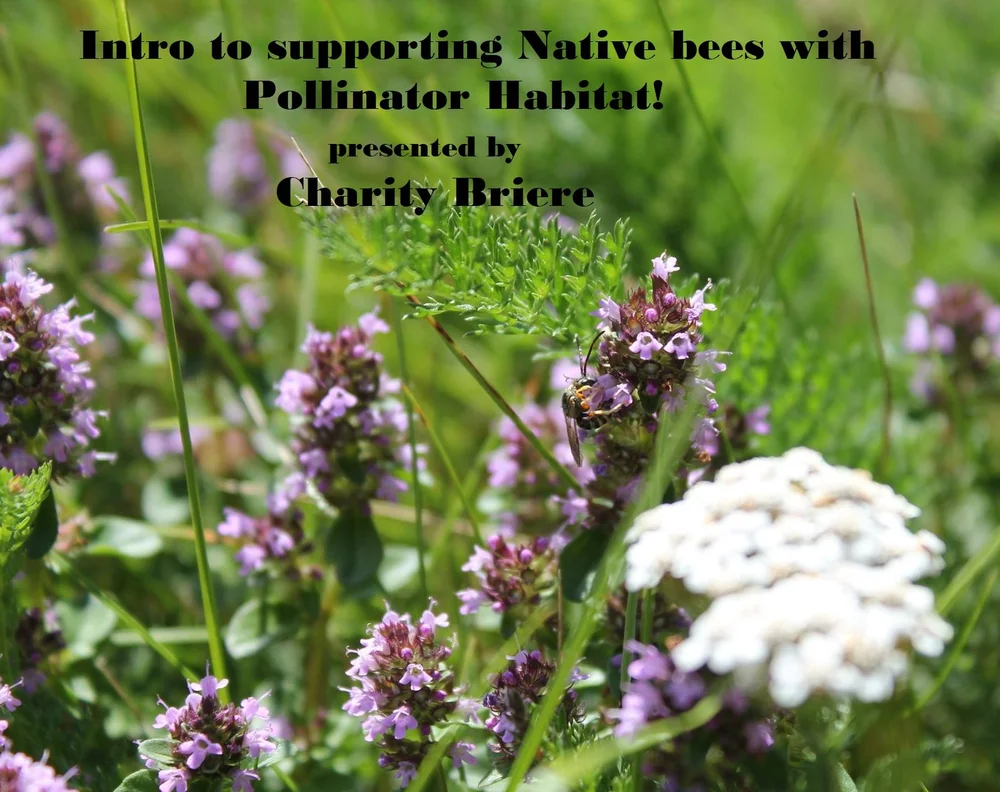Intro to Supporting Native Bees with Pollinator Habitat — Alberta ...