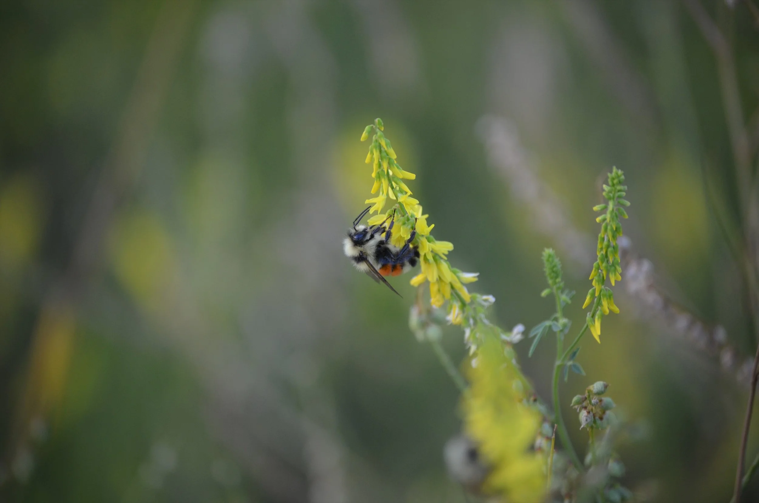 Provincial Monitoring Program — Alberta Native Bee Council