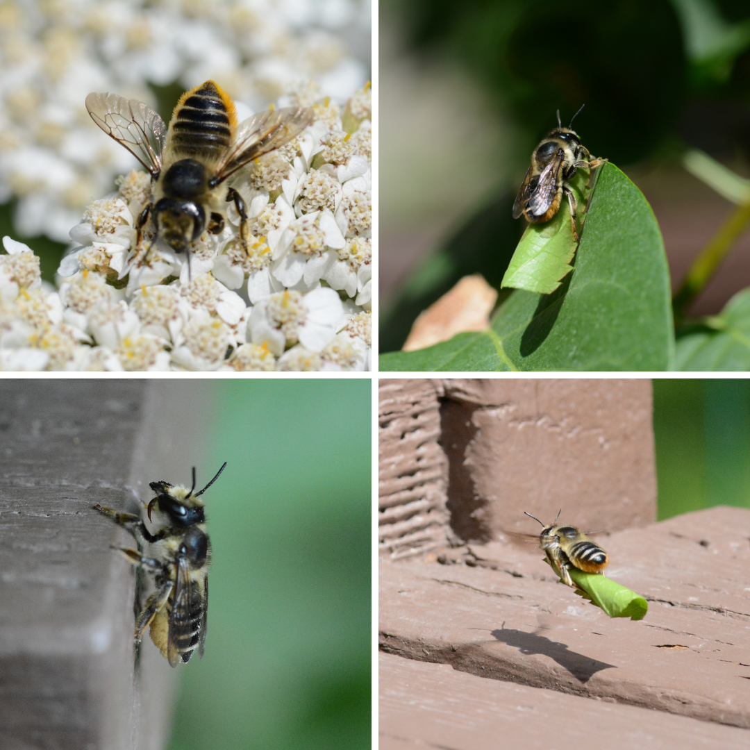Megachilidae (mason and leaf cutter bees) — Alberta Native Bee Council