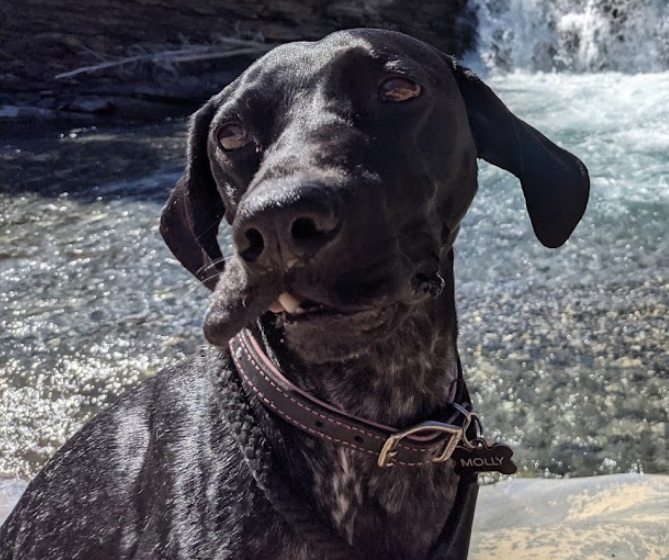 Molly, the Bee-Sniffing Dog — Alberta Native Bee Council