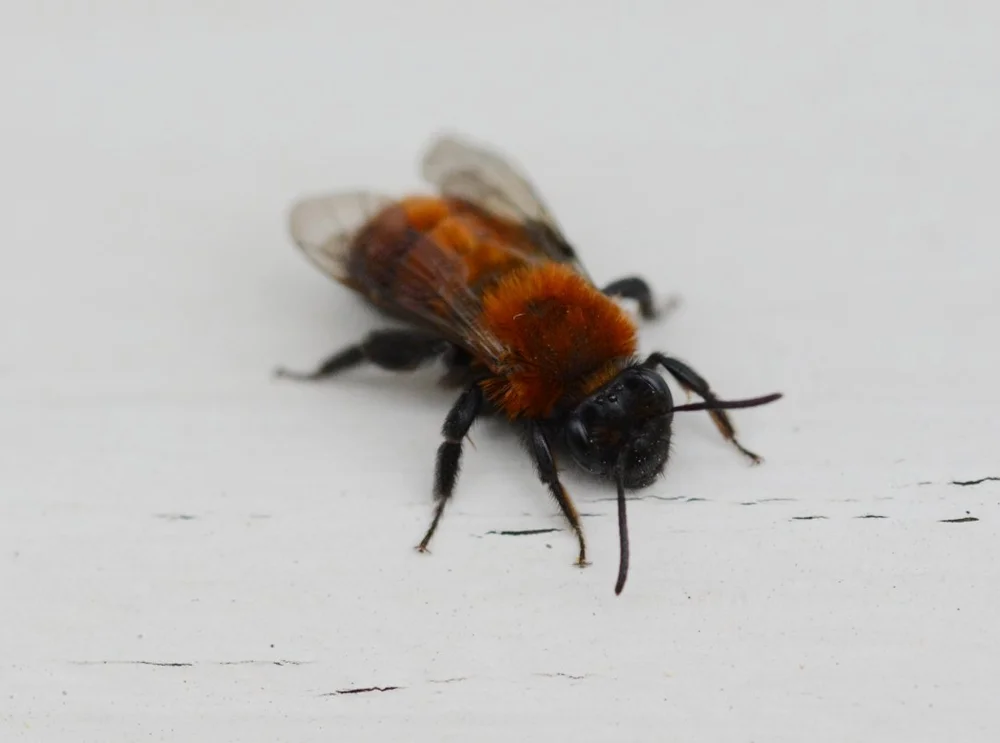 Alberta Native Bee Council