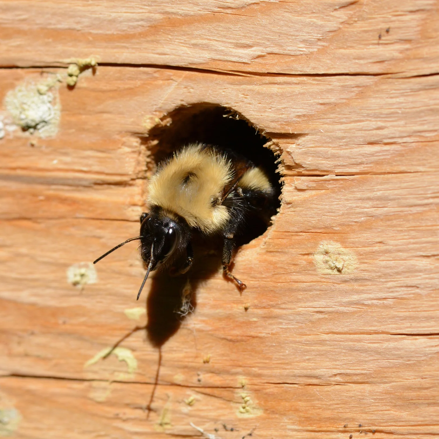 Alberta Native Bee Council