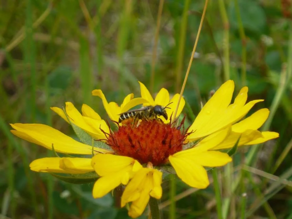 Alberta's Native Bees — Alberta Native Bee Council