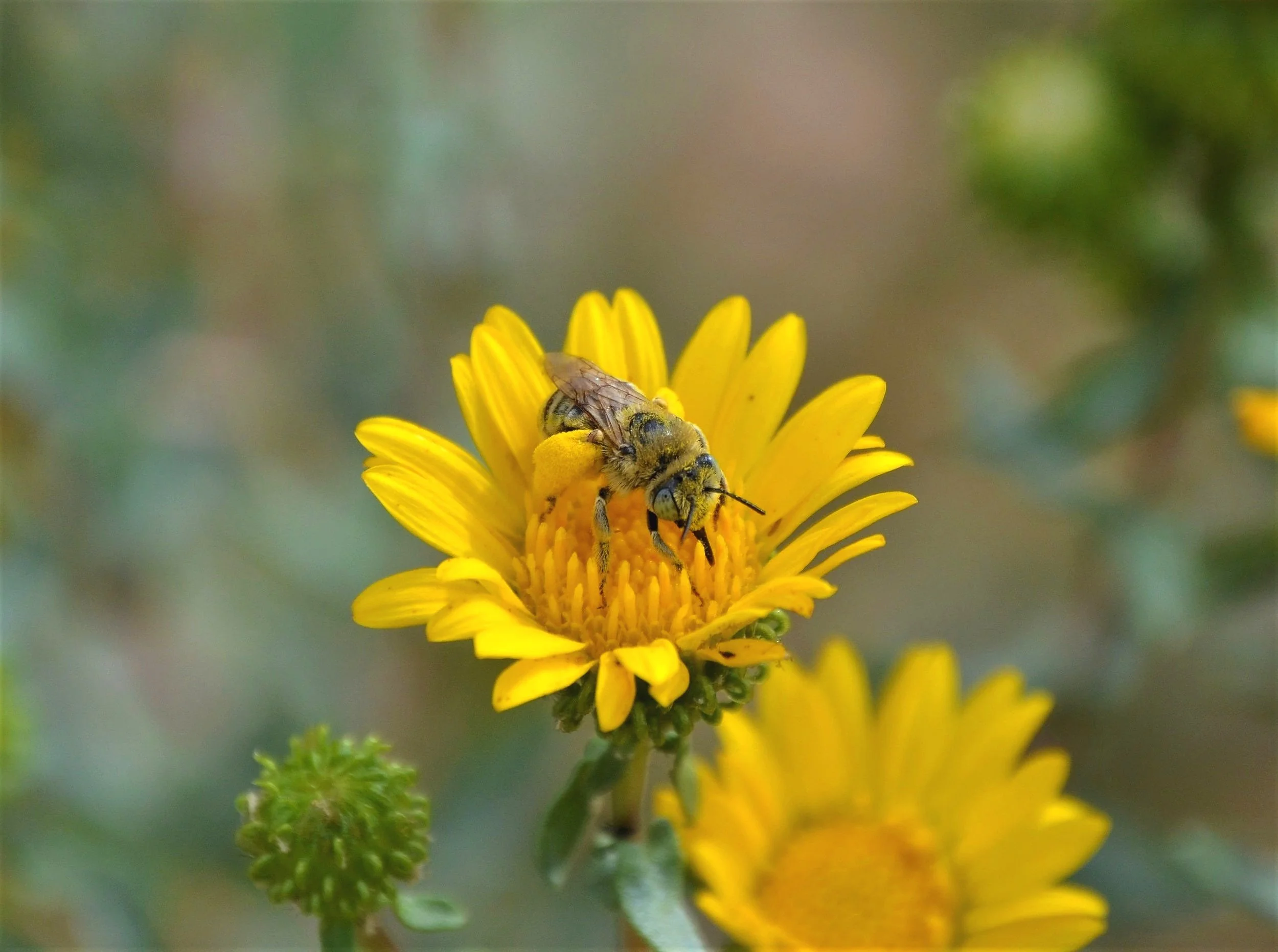 Alberta Native Bee Council