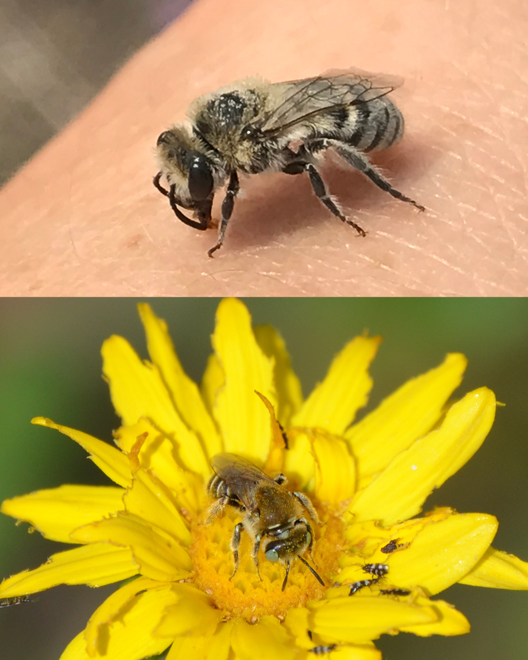 Colletidae (plasterer bees) — Alberta Native Bee Council