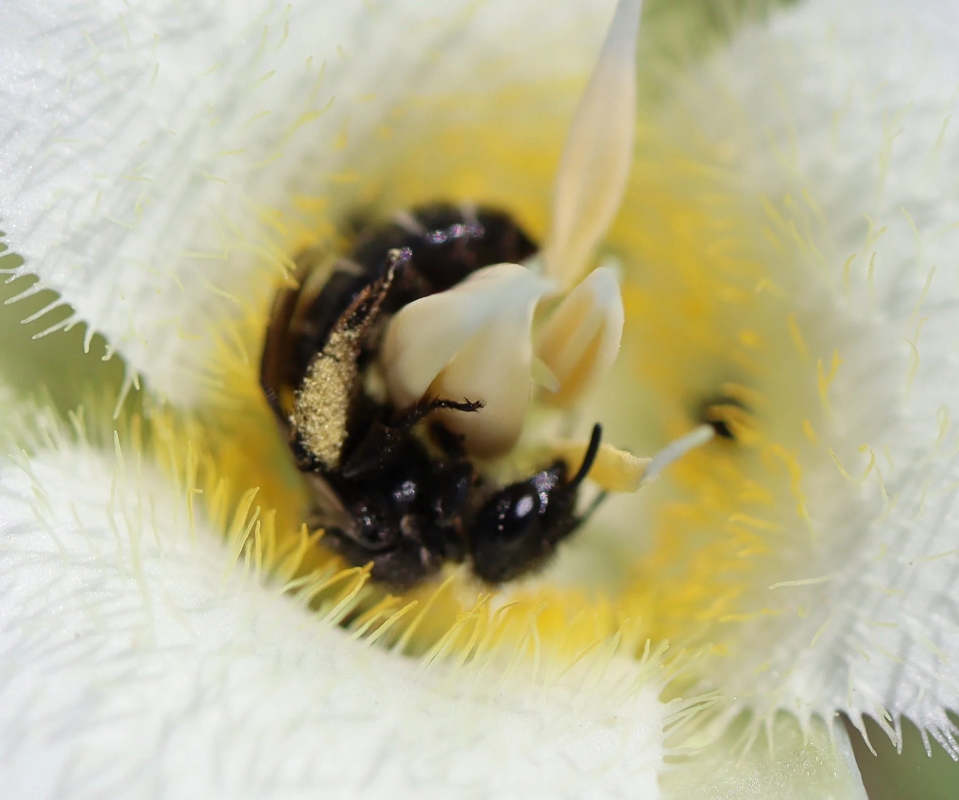 Alberta Native Bee Council
