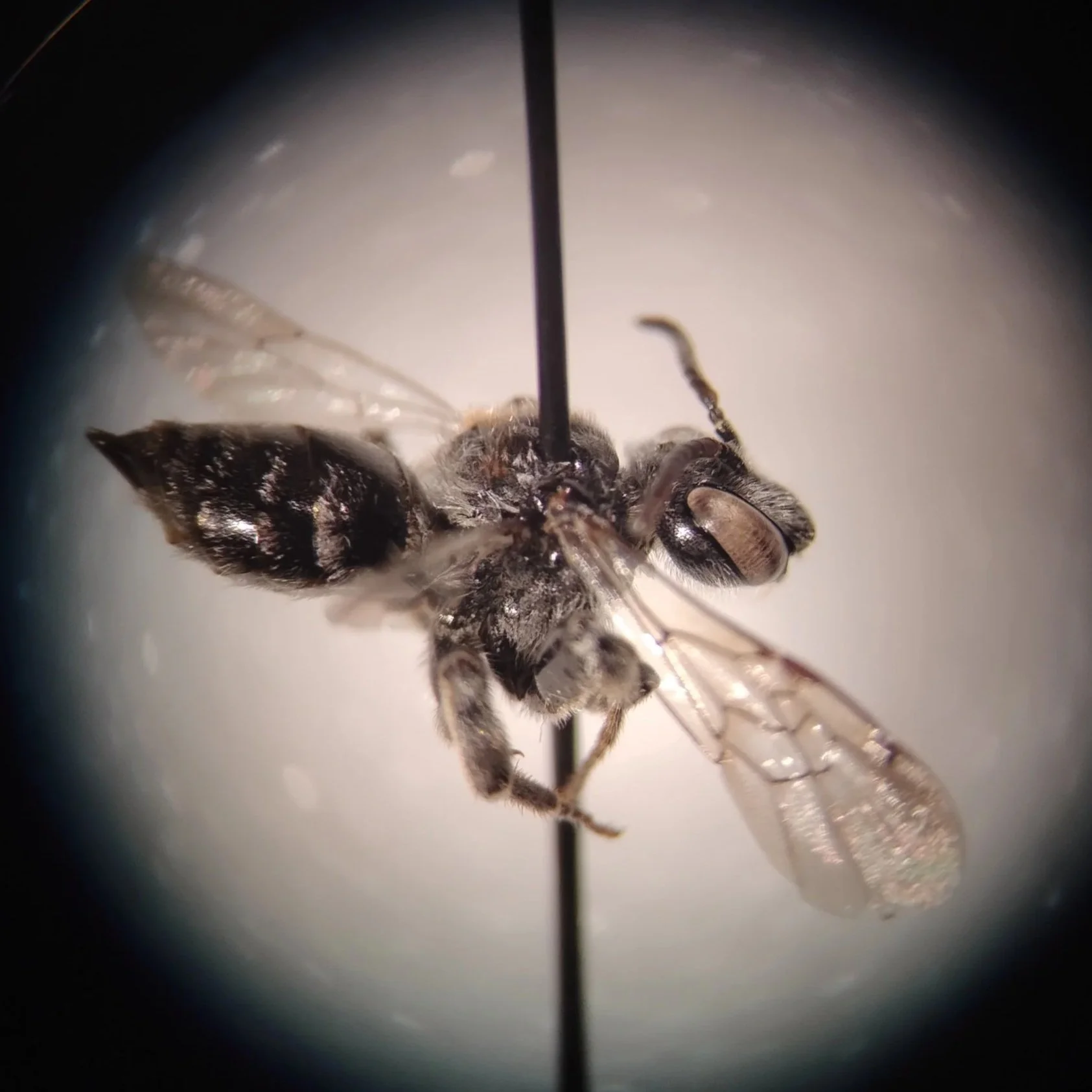 Alberta Native Bee Council