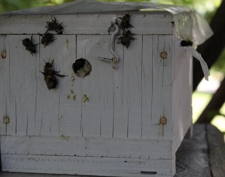 Alberta Native Bee Council